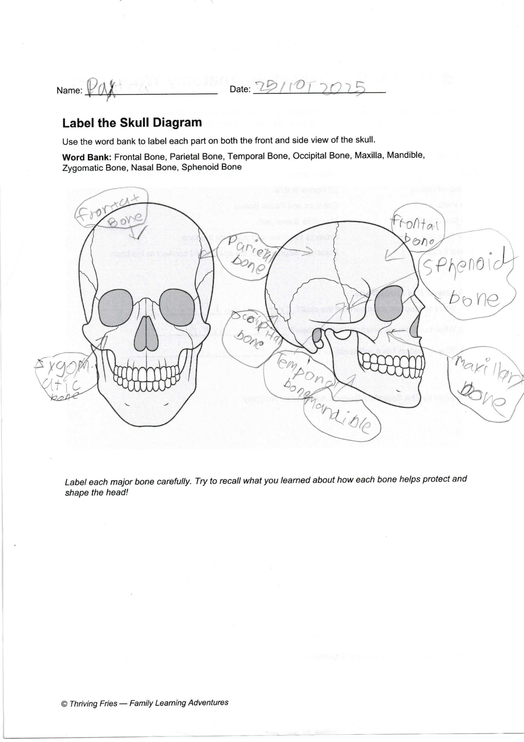 Skull Anatomy Worksheet for Kids | Thriving Fries